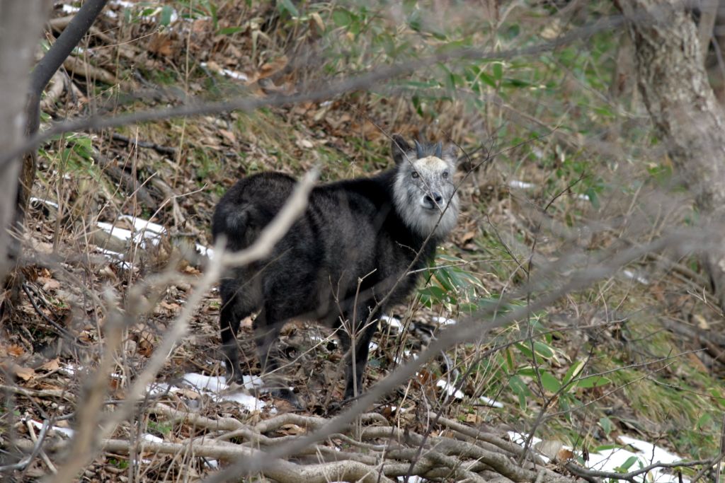 Japanese Serow